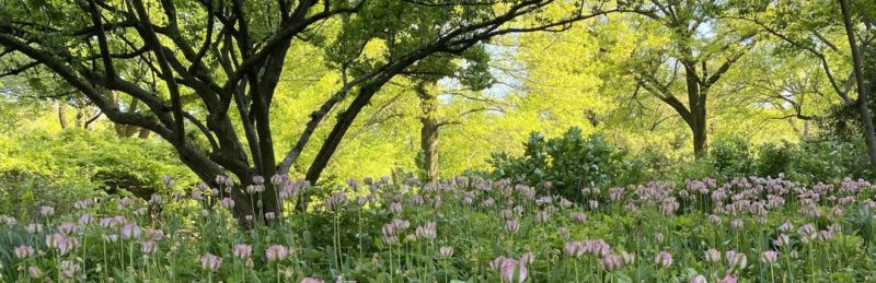 Conservancy – World Sensorium / Conservancy