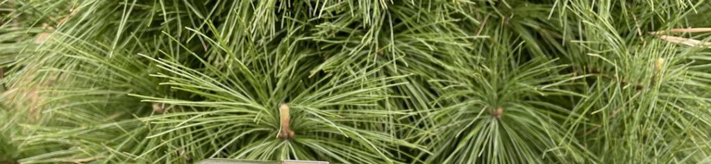 World Sensorium – World Sensorium / Conservancy