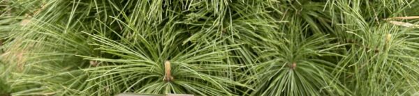 World Sensorium – World Sensorium / Conservancy