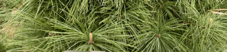 World Sensorium – World Sensorium / Conservancy