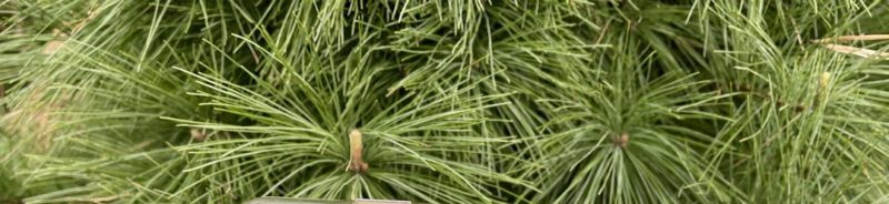 World Sensorium – World Sensorium / Conservancy