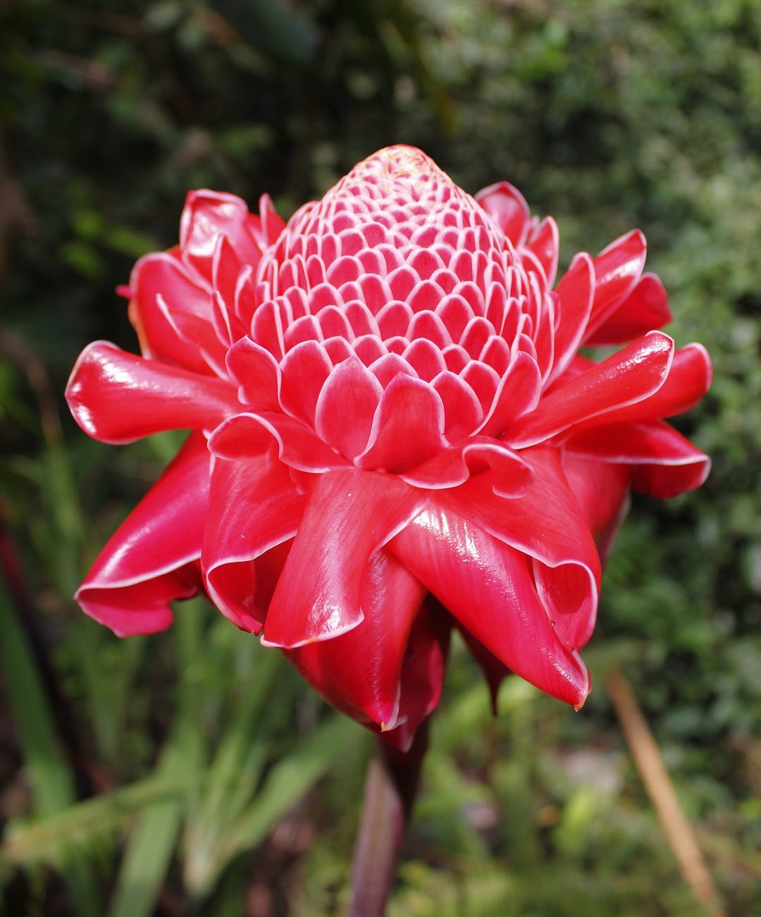 World Sensorium / Conservancy