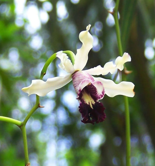 Cayman Islands – World Sensorium / Conservancy