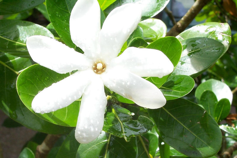 Cook Islands – World Sensorium / Conservancy