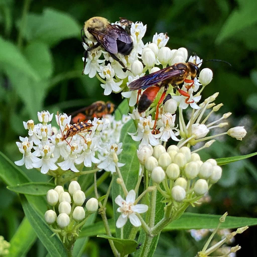 Why Do Flowers Smell? – World Sensorium / Conservancy