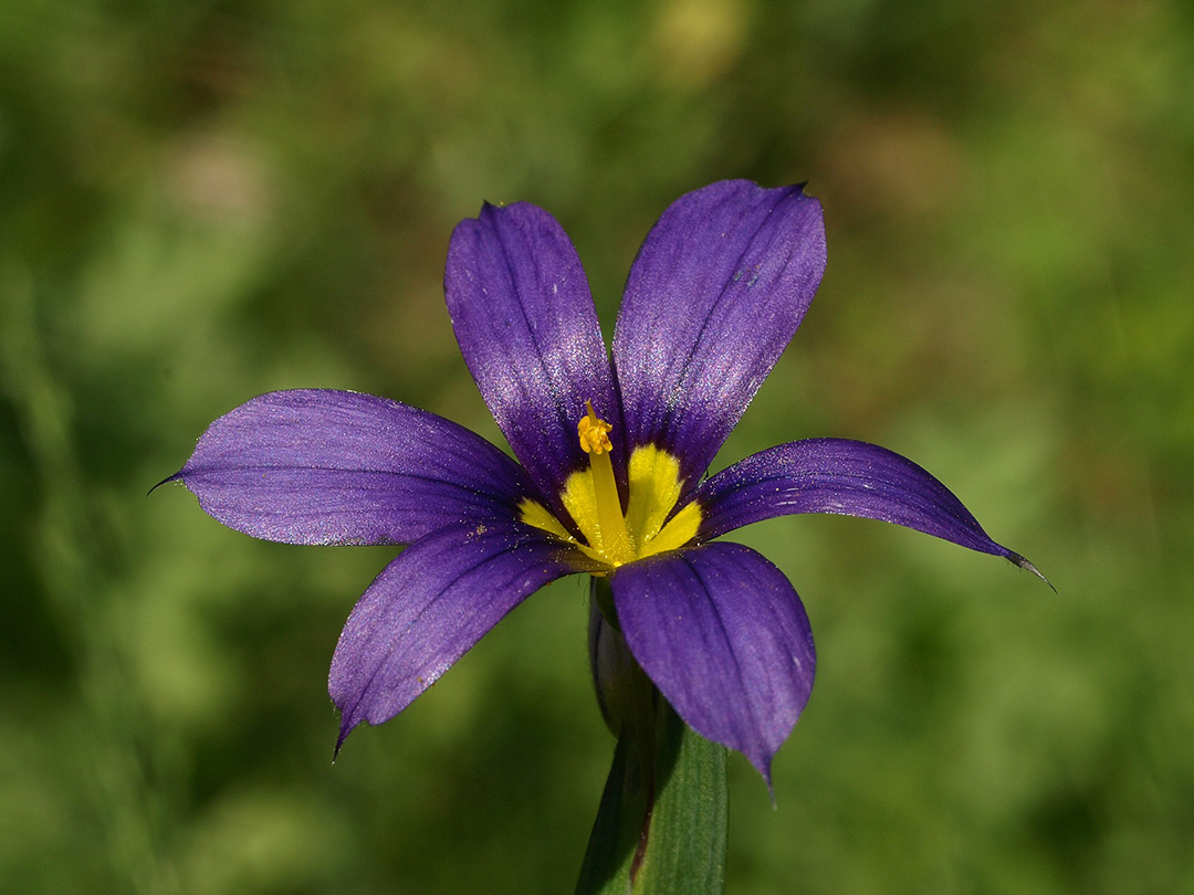Falkland Islands – World Sensorium / Conservancy