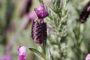 World Sensorium / Conservancy