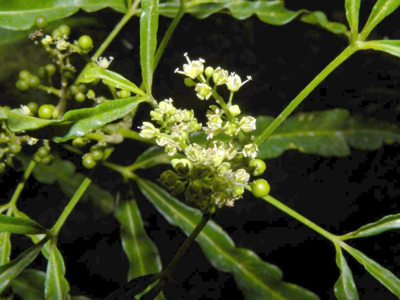 Fiji – World Sensorium / Conservancy