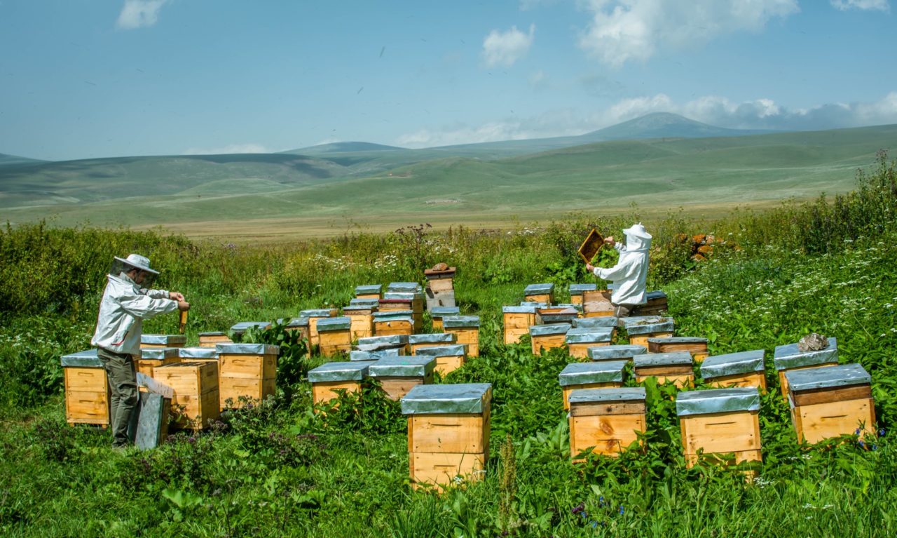 The Many Secrets of Georgian Honey – World Sensorium / Conservancy