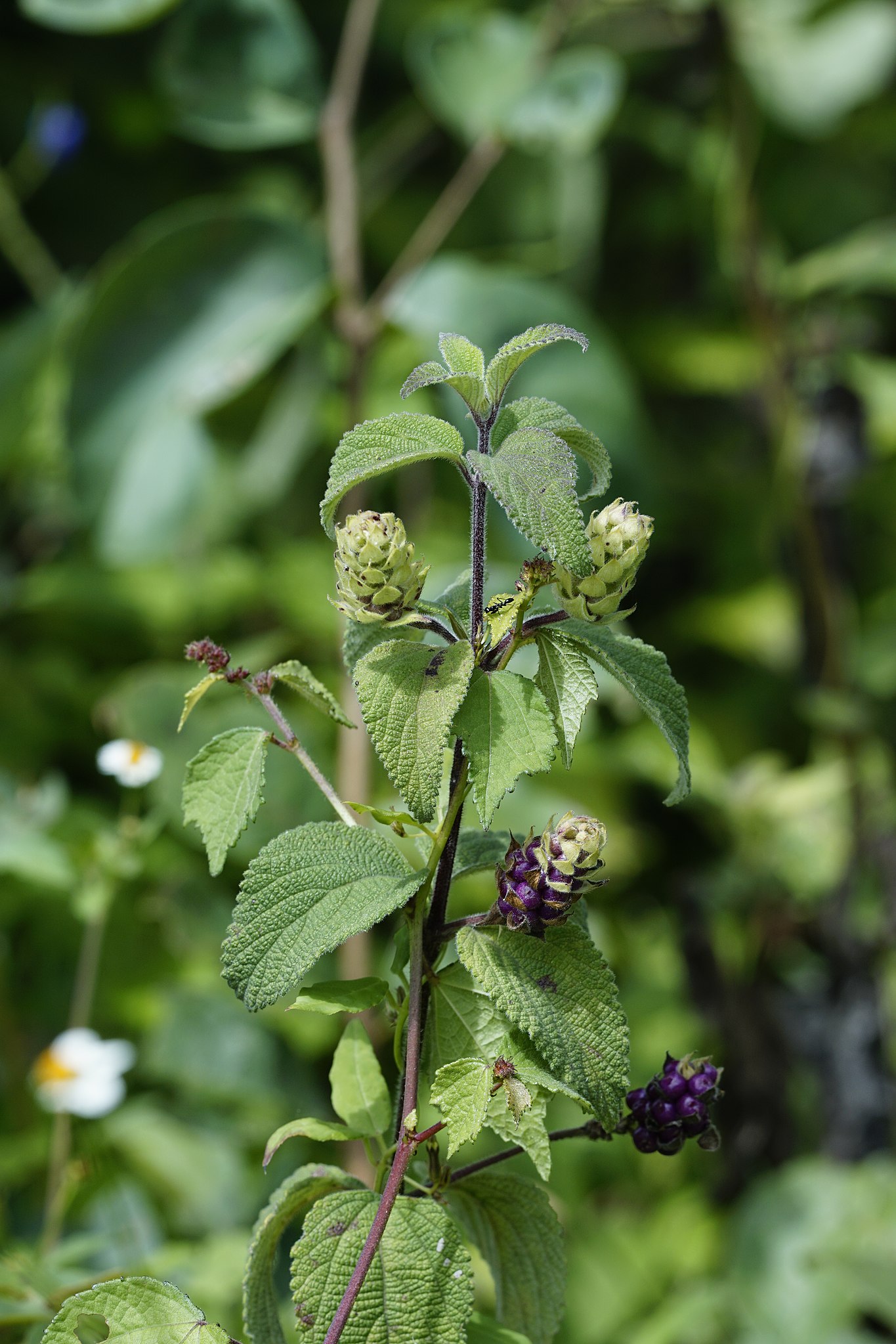 Botswana – World Sensorium / Conservancy