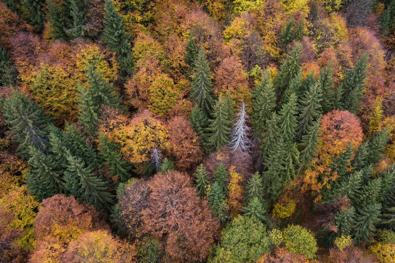Wild Romania – World Sensorium / Conservancy