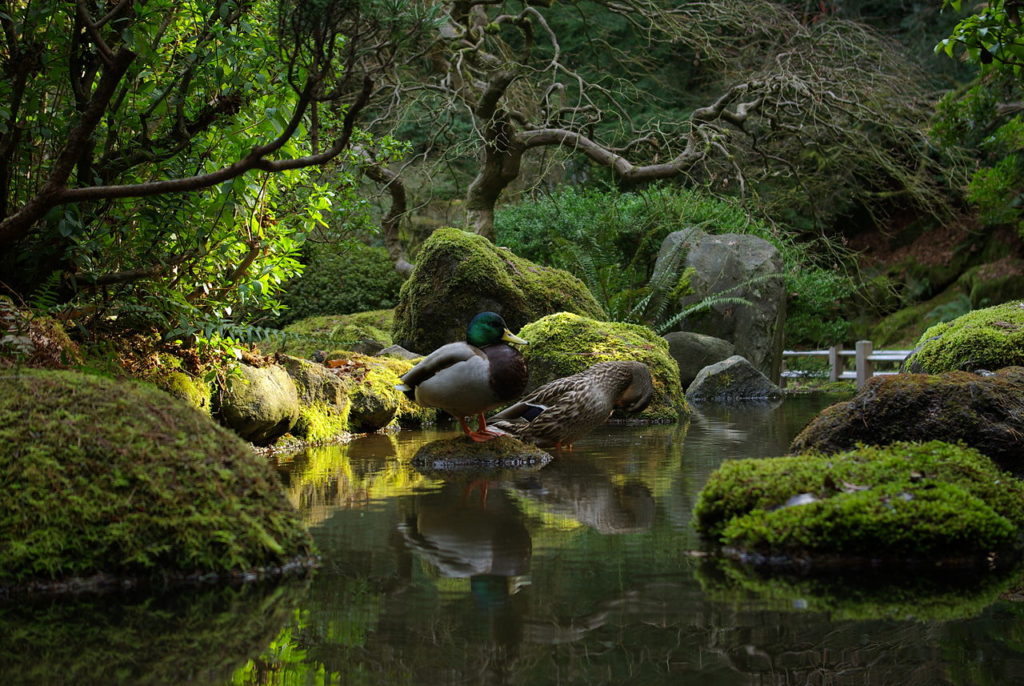 What’s Behind Japan’s Moss Obsession? – World Sensorium / Conservancy