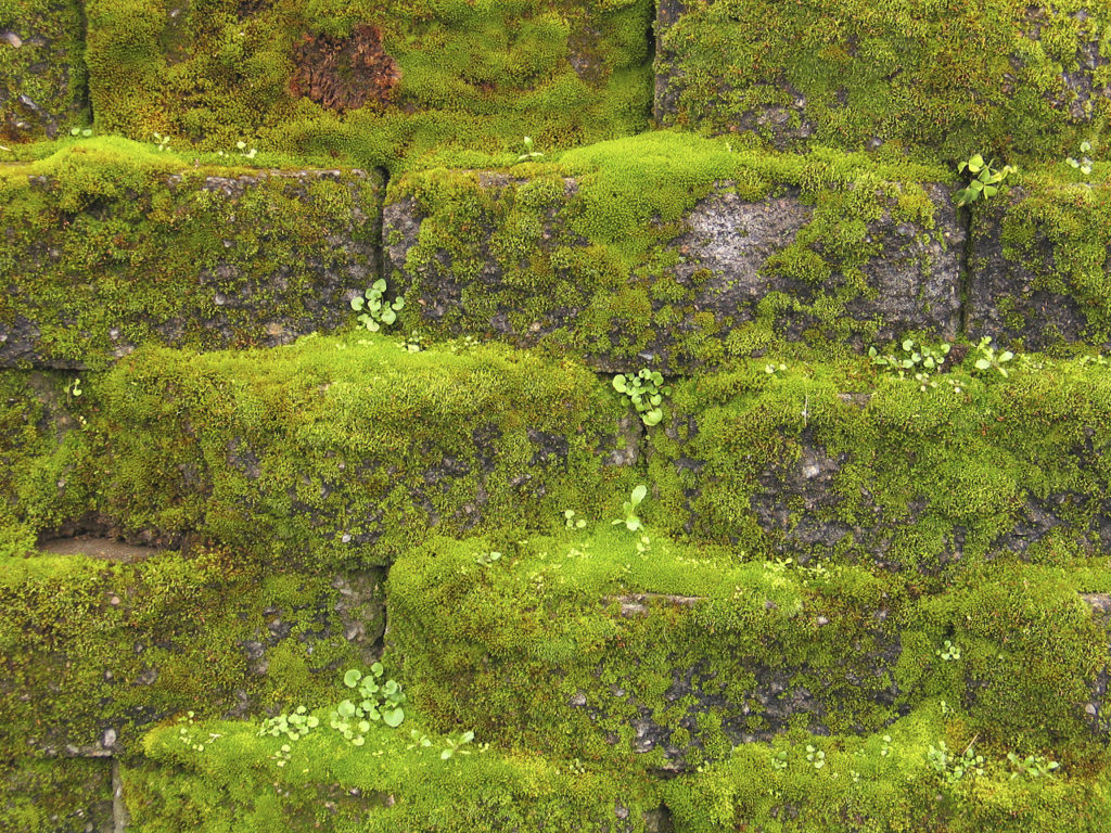 What’s Behind Japan’s Moss Obsession? – World Sensorium / Conservancy