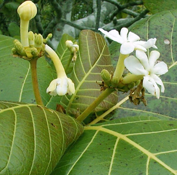 Marshall Islands – World Sensorium / Conservancy