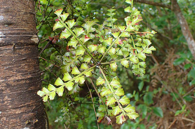 Myanmar – World Sensorium / Conservancy