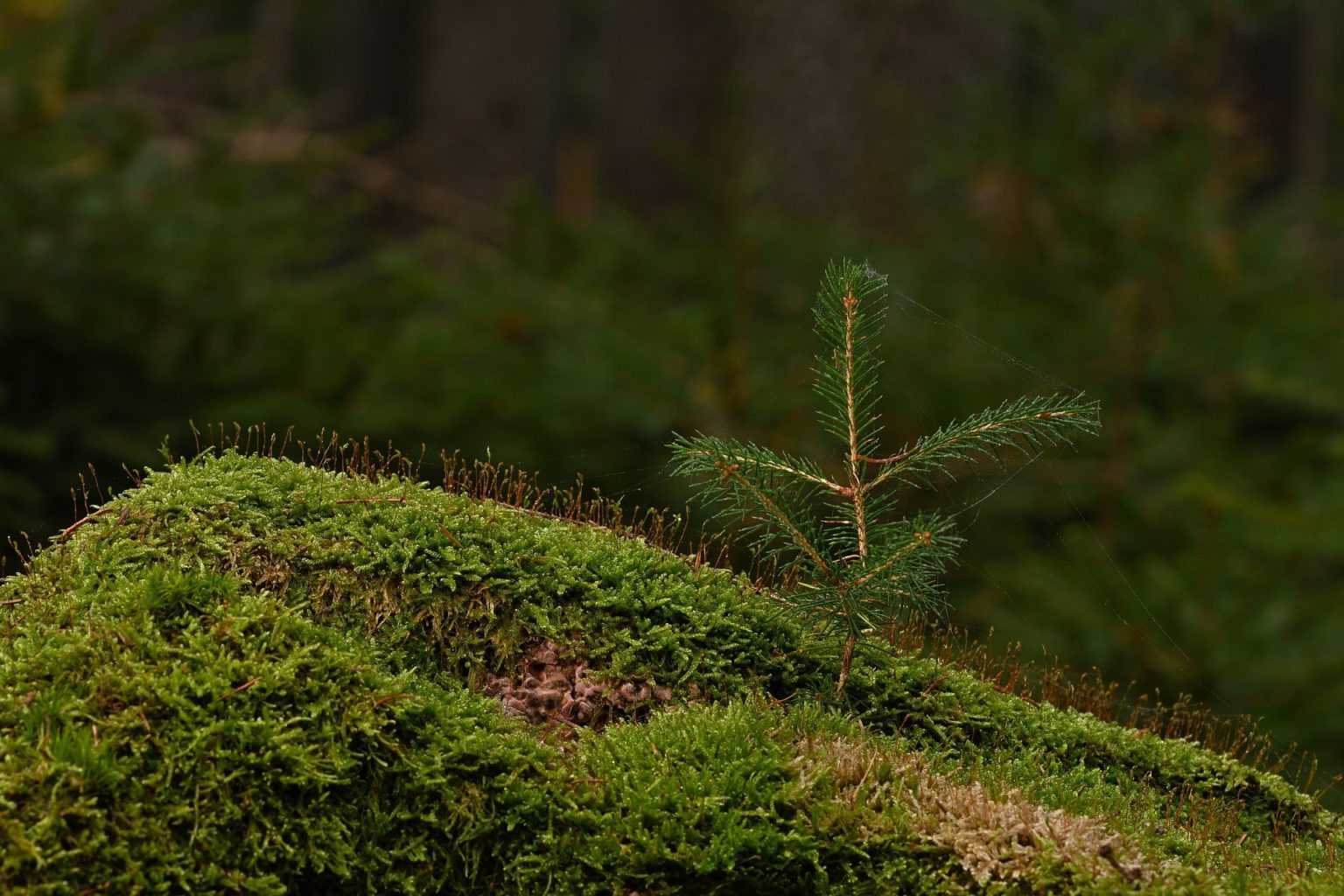 Tree Planting Guide – World Sensorium / Conservancy