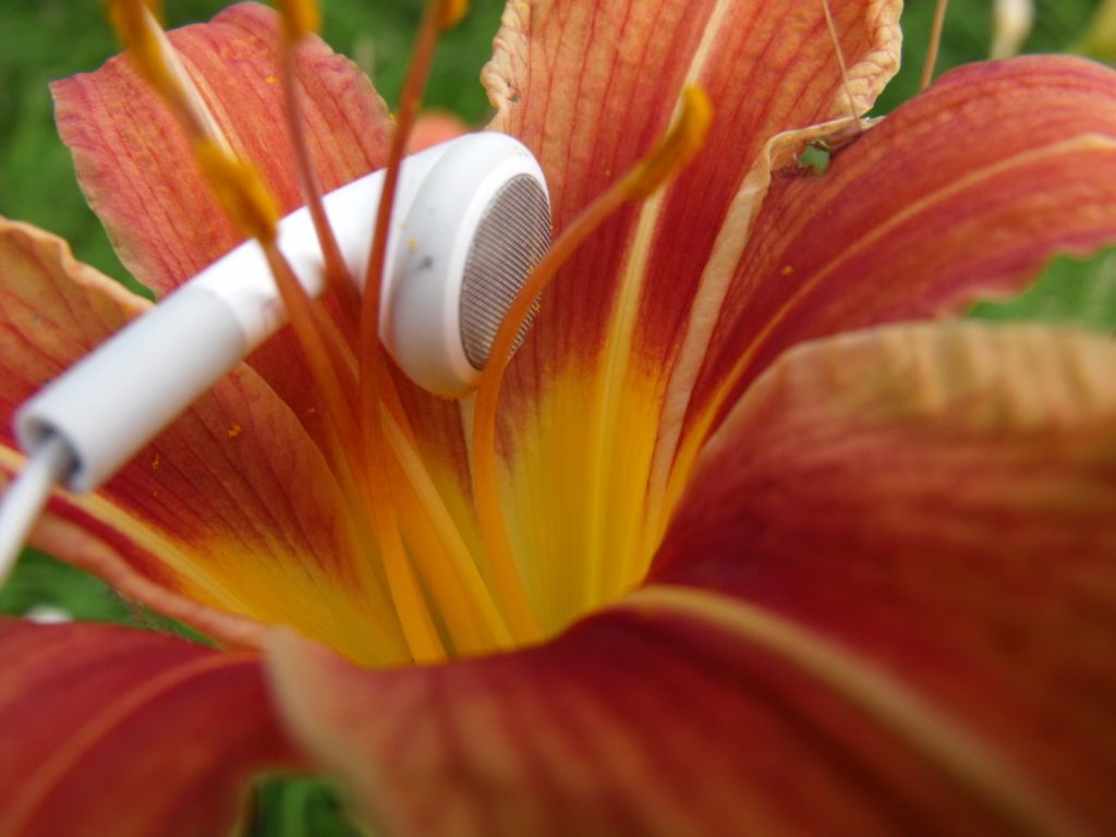 Plants Have an “Ear” for Music – World Sensorium / Conservancy