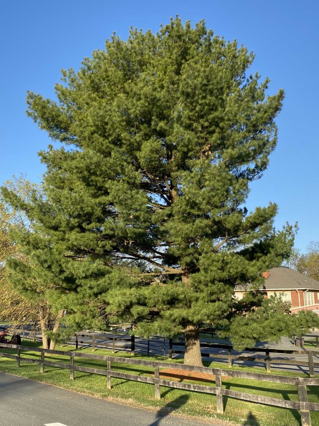 More About the Trees – World Sensorium / Conservancy