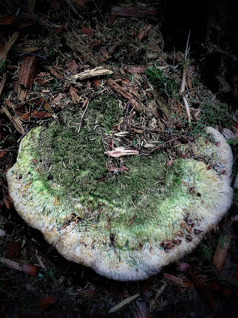 Beyond flora and fauna – World Sensorium / Conservancy