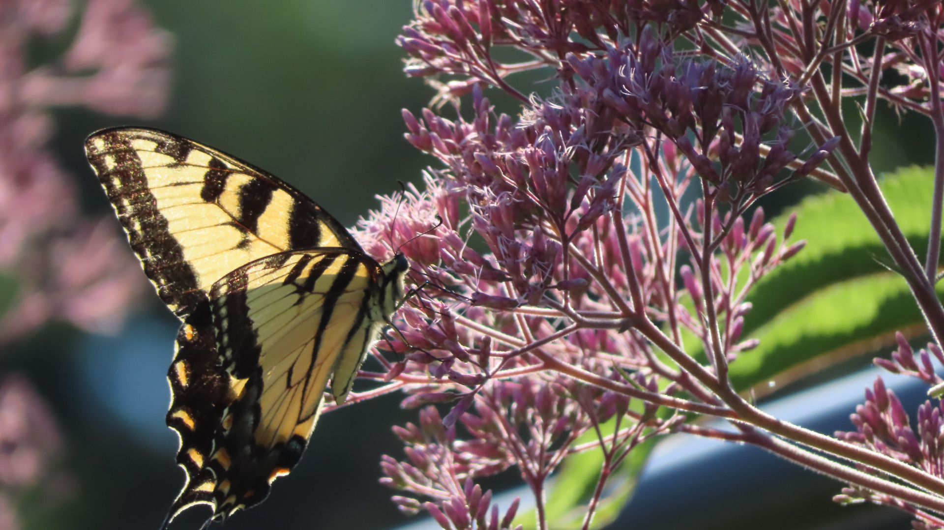 Who Are You Going to Call? —Earth Sangha – World Sensorium / Conservancy