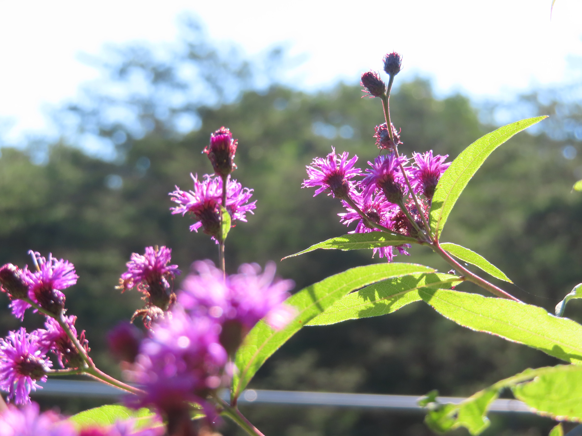 Who Are You Going to Call? —Earth Sangha – World Sensorium / Conservancy