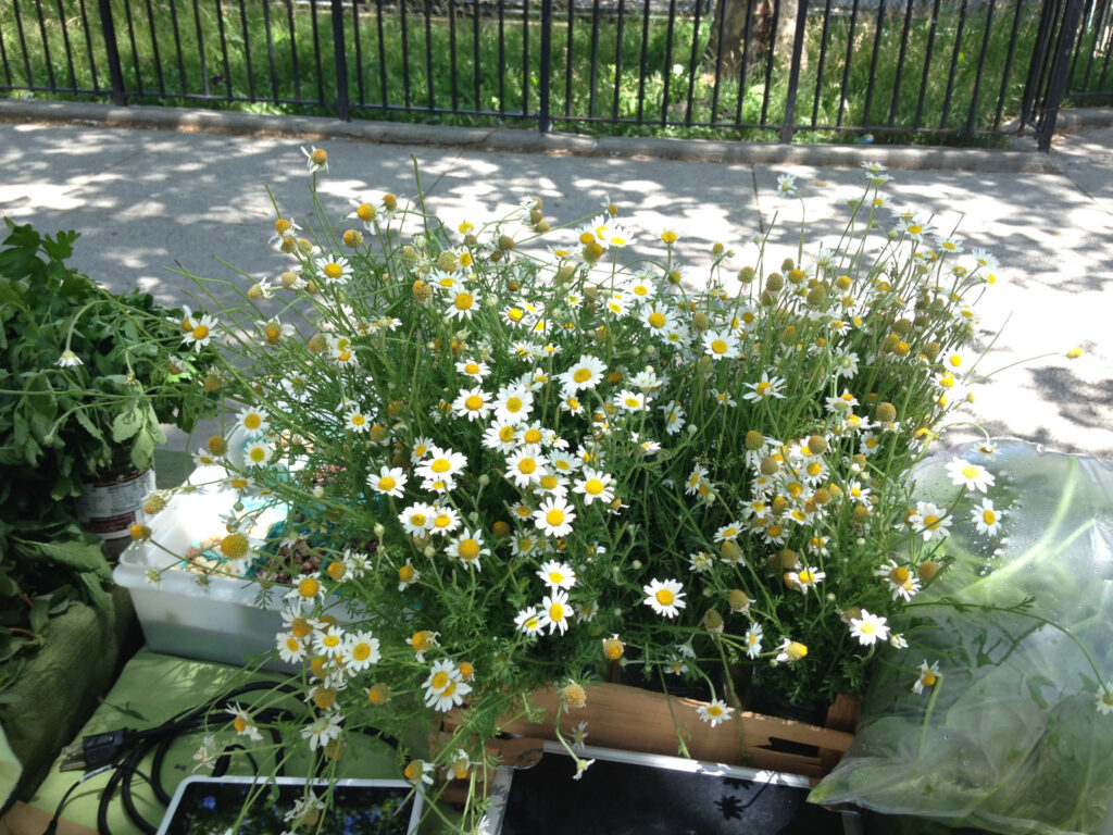 A Path to Healing Through Growing at Home – World Sensorium / Conservancy