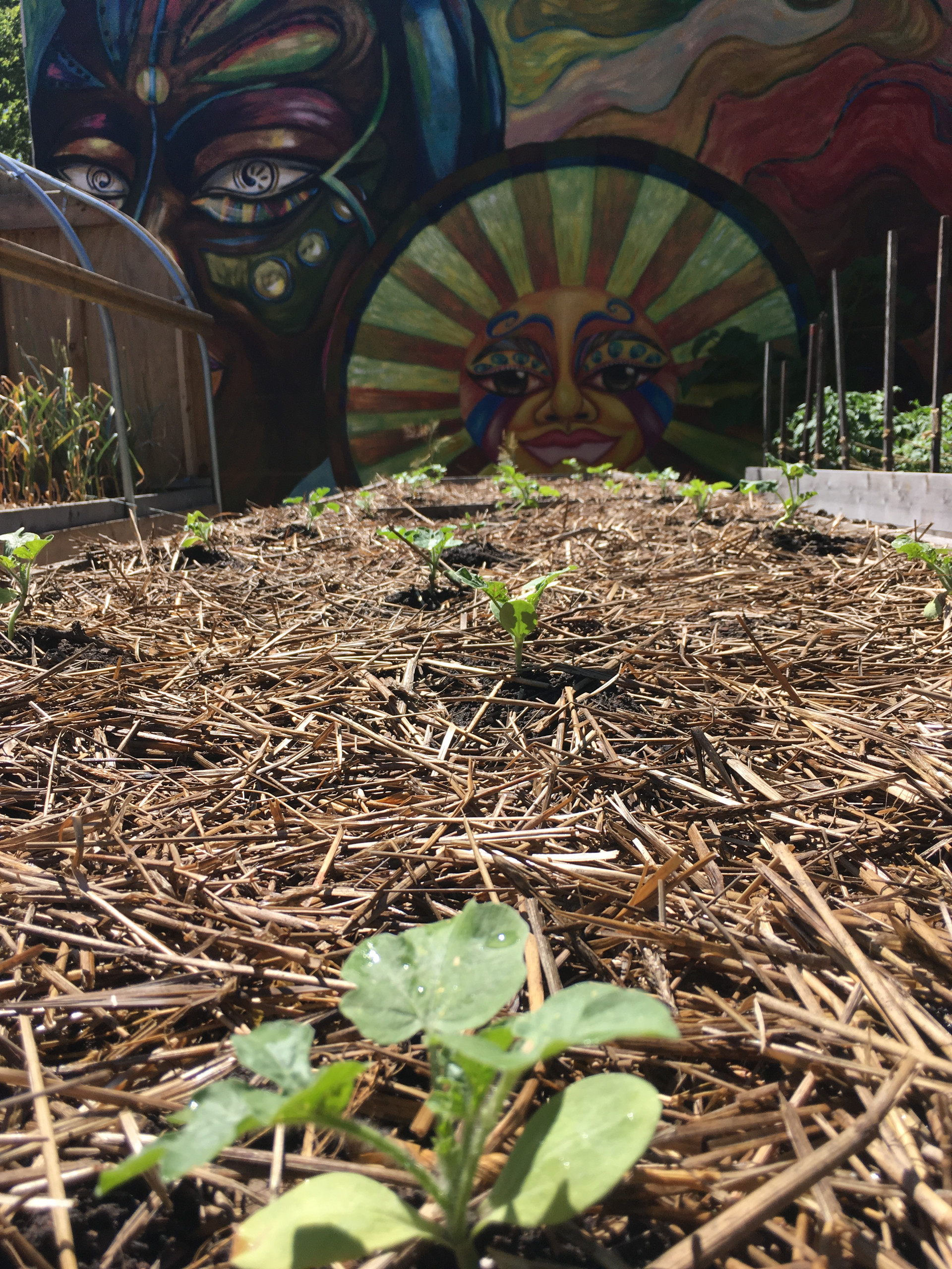 A Path to Healing Through Growing at Home – World Sensorium / Conservancy