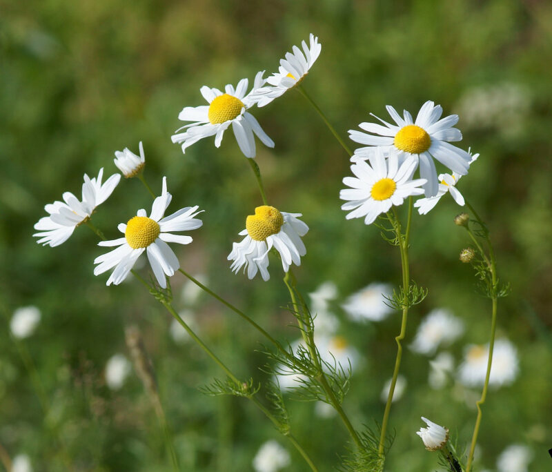 Plants, Birthing, and Healing – World Sensorium / Conservancy