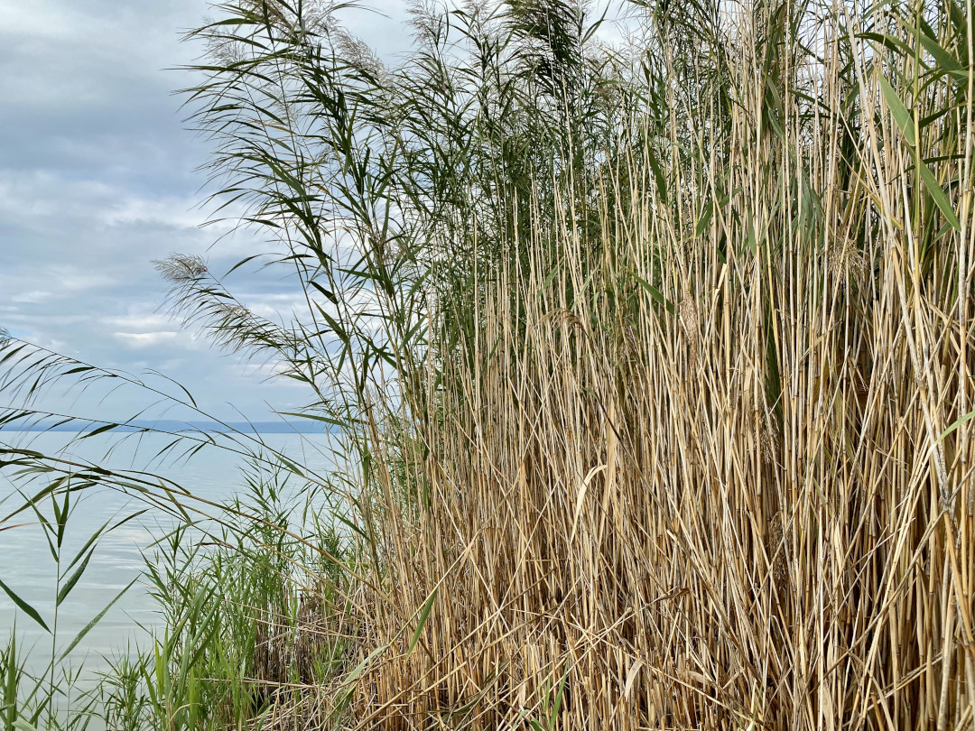 Worldly Realities and Our Shared Home – World Sensorium / Conservancy