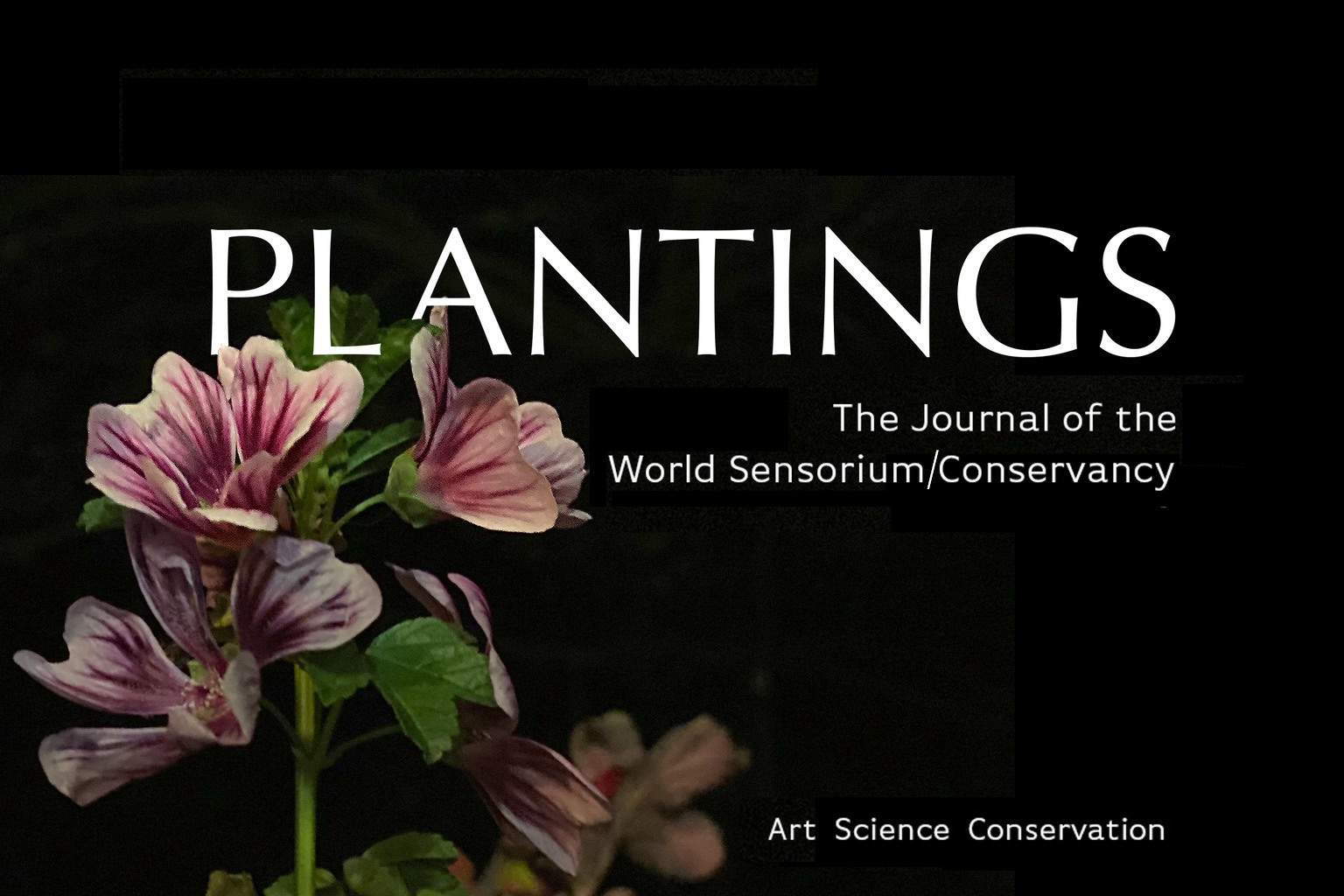 Plantings-staging – World Sensorium / Conservancy