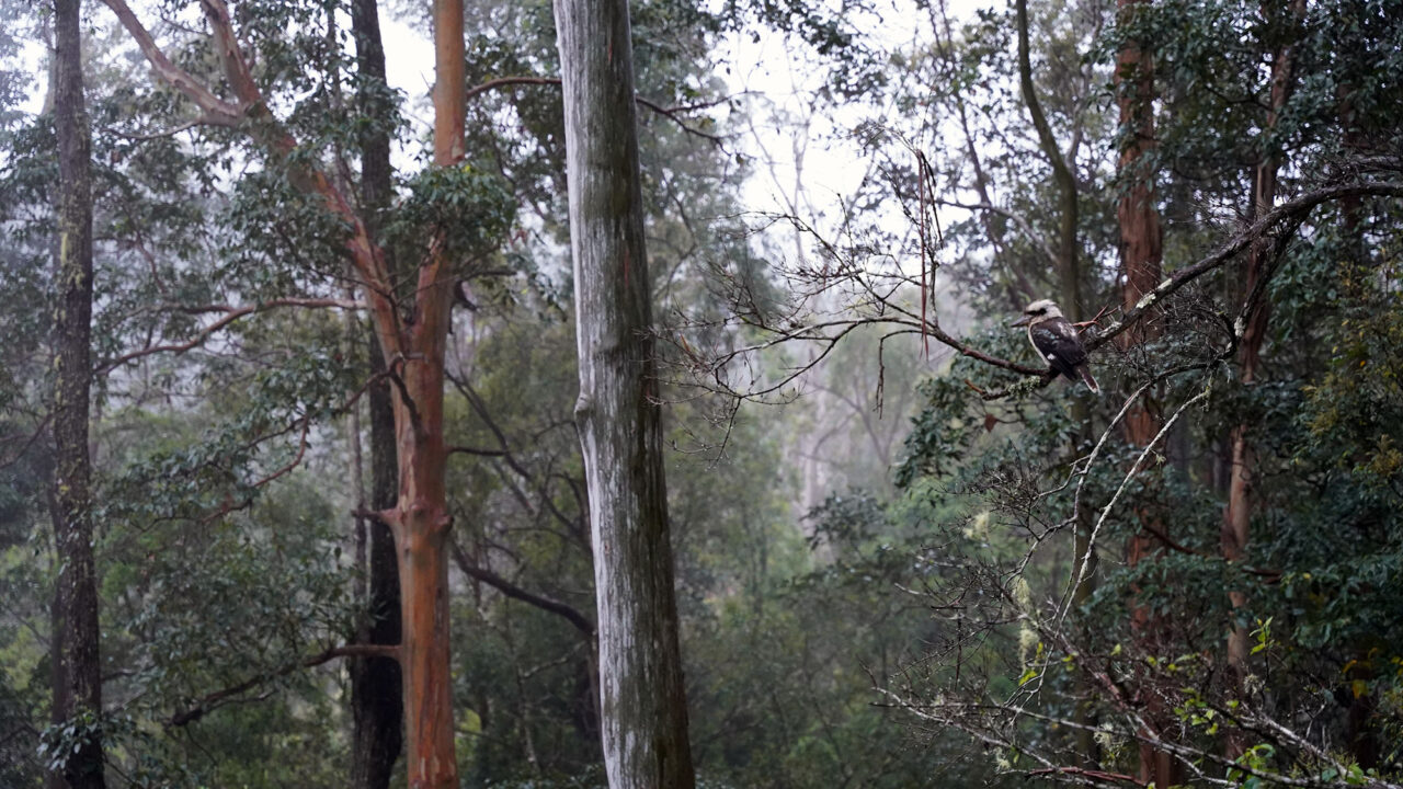 Bird Scent: Relational Living in an Upside-Down Forest – World ...