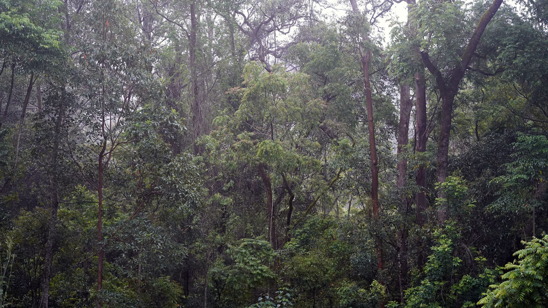 Bird Scent: Relational Living in an Upside-Down Forest – World ...