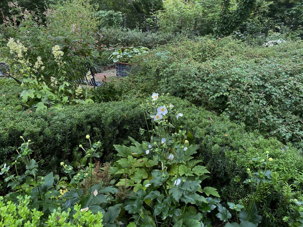 Robert Dash’s Madoo – World Sensorium / Conservancy