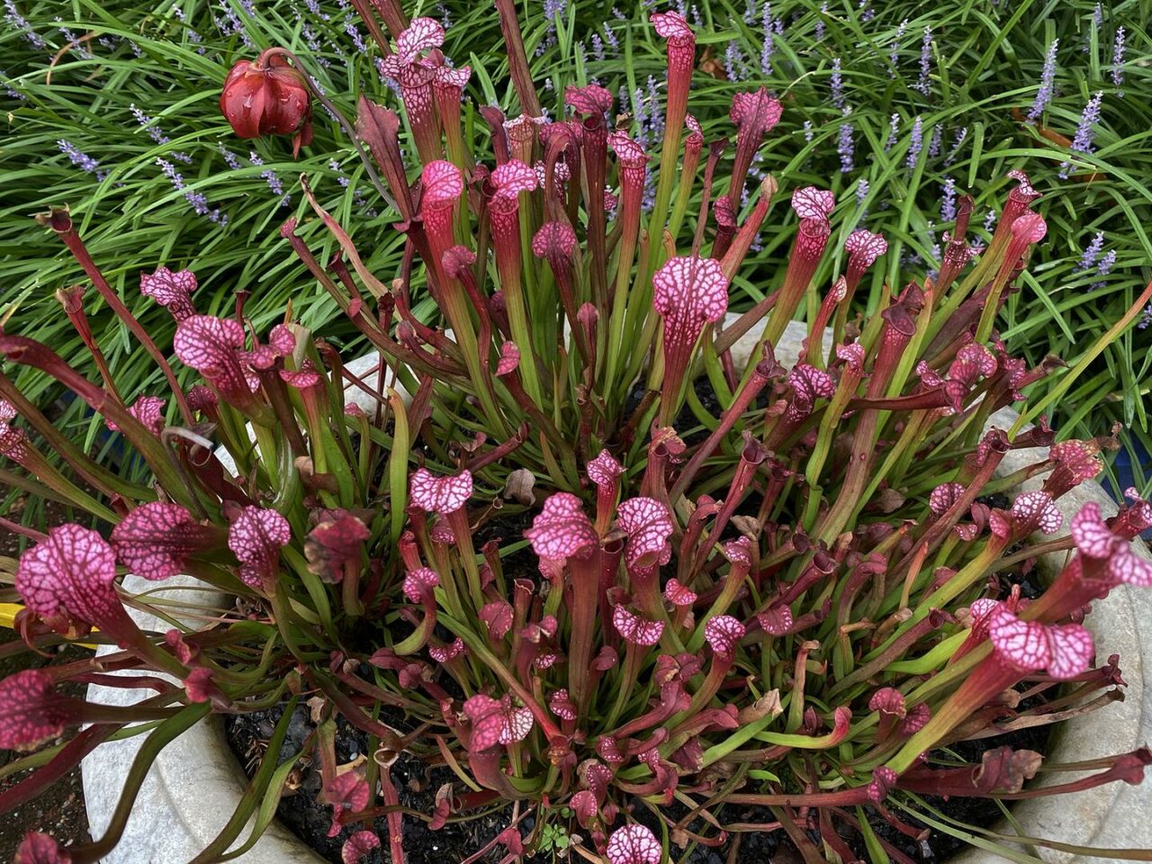 Robert Dash’s Madoo – World Sensorium / Conservancy