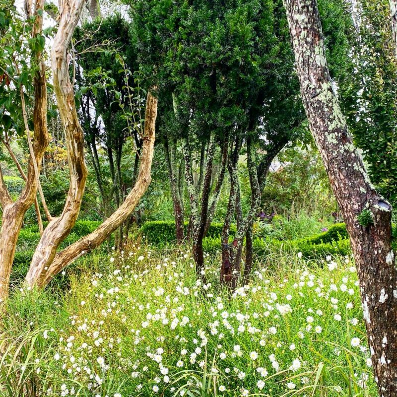 Robert Dash’s Madoo – World Sensorium / Conservancy