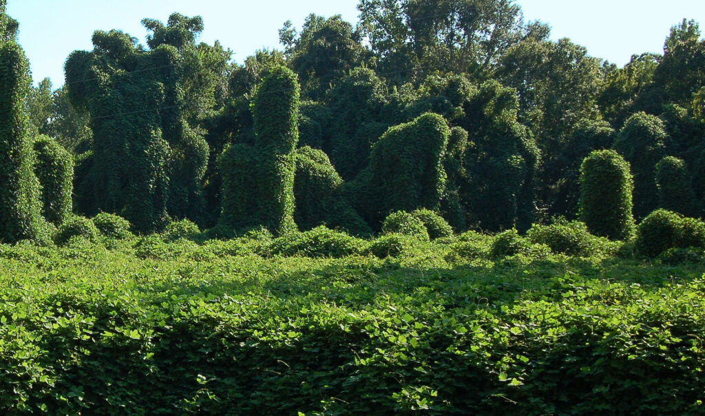 A Notorious Invasive Plant Shows Promise in Green Construction – World ...