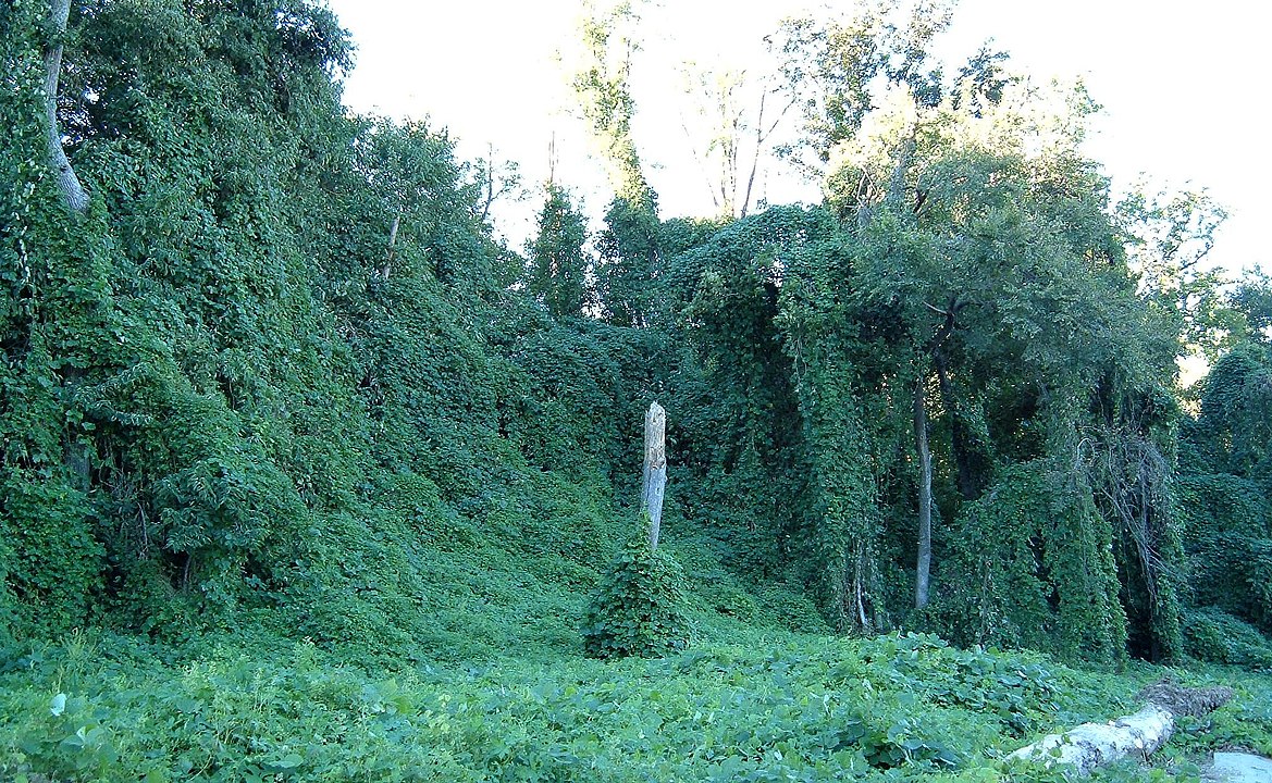 A Notorious Invasive Plant Shows Promise in Green Construction – World ...