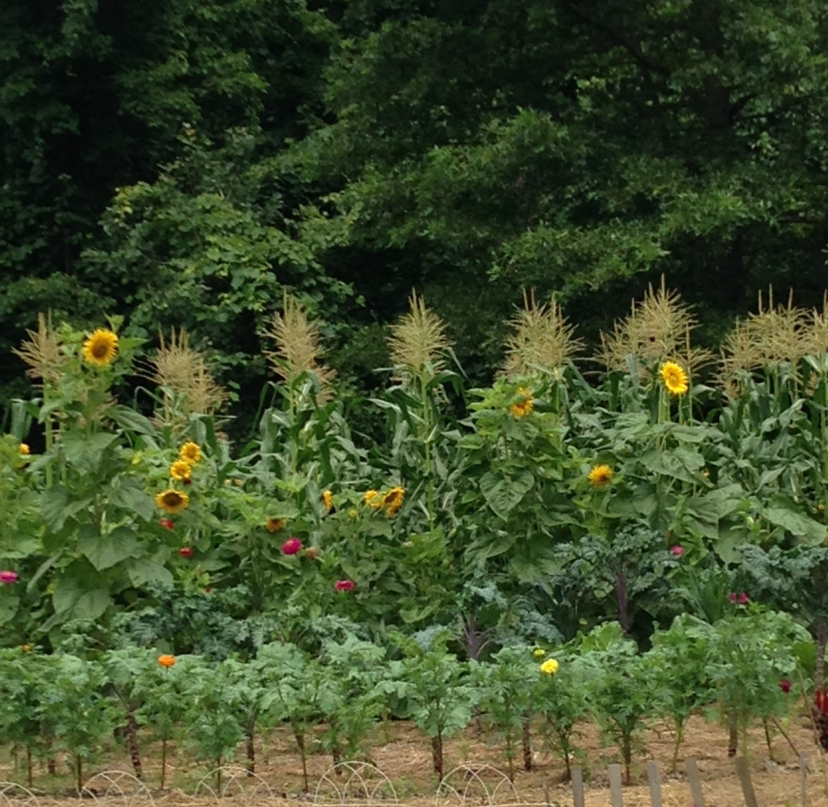 How Does Your Garden Grow? – World Sensorium / Conservancy