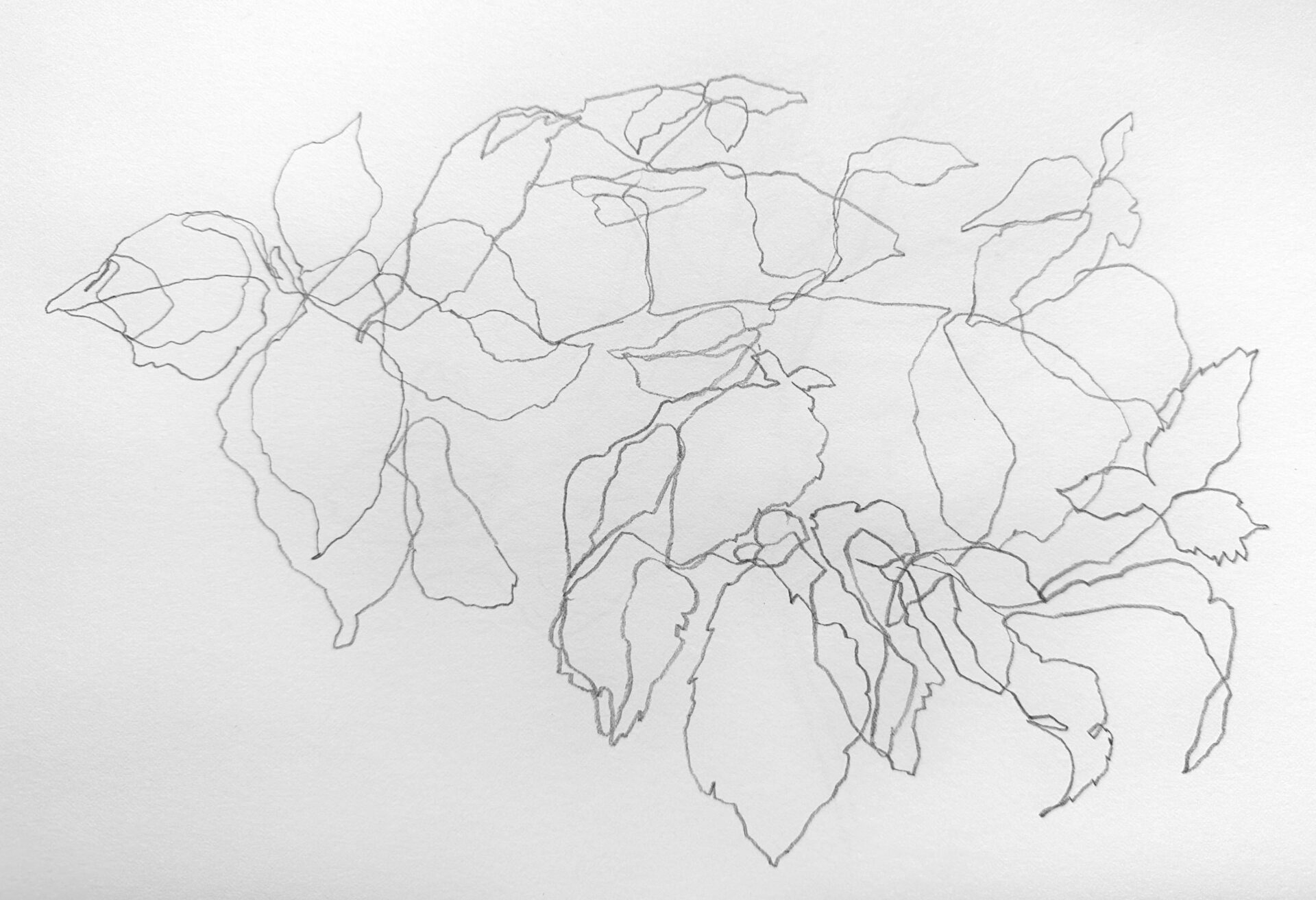 Nature Sketching with WSC-March: Learning to See – World Sensorium ...