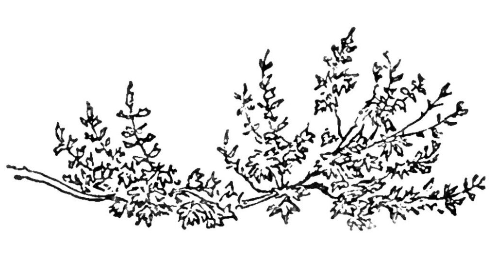 Nature Sketching with WSC-March: Learning to See – World Sensorium / Conservancy