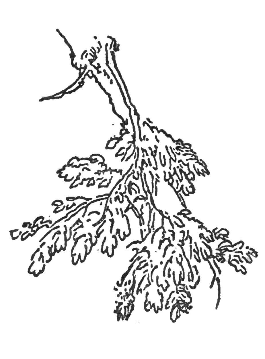 Nature Sketching with WSC-March: Learning to See – World Sensorium / Conservancy