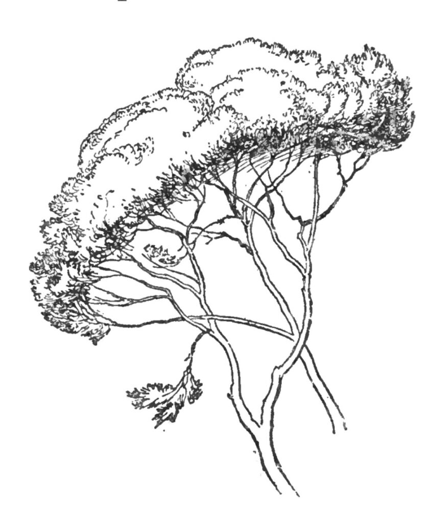 Nature Sketching with WSC-March: Learning to See – World Sensorium / Conservancy