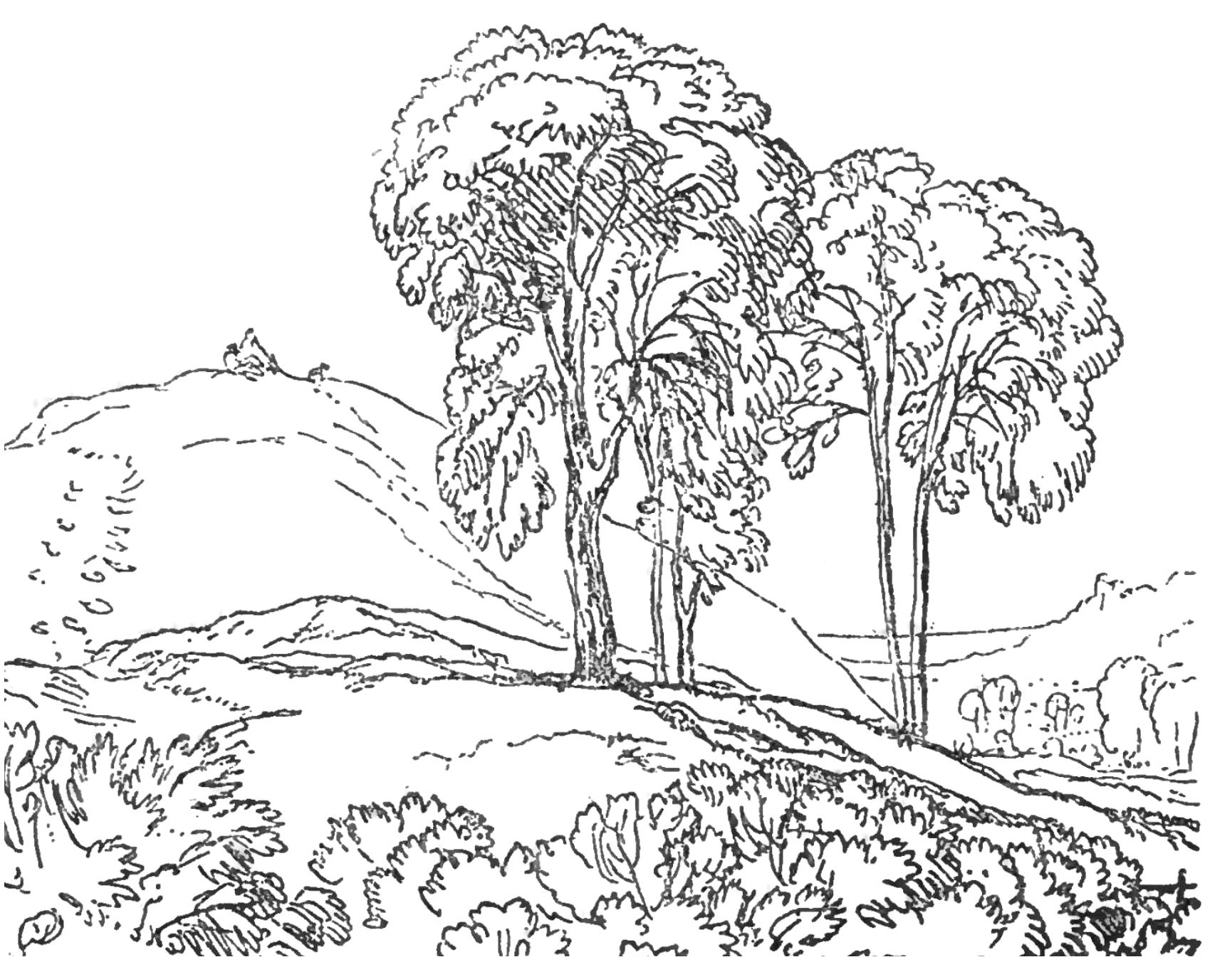 Nature Sketching with WSC-March: Learning to See – World Sensorium / Conservancy