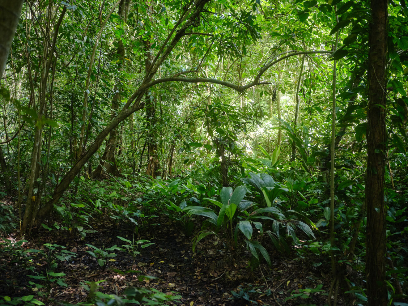Mind the Darién Gap: Saving Central America’s Endangered Rainforest ...