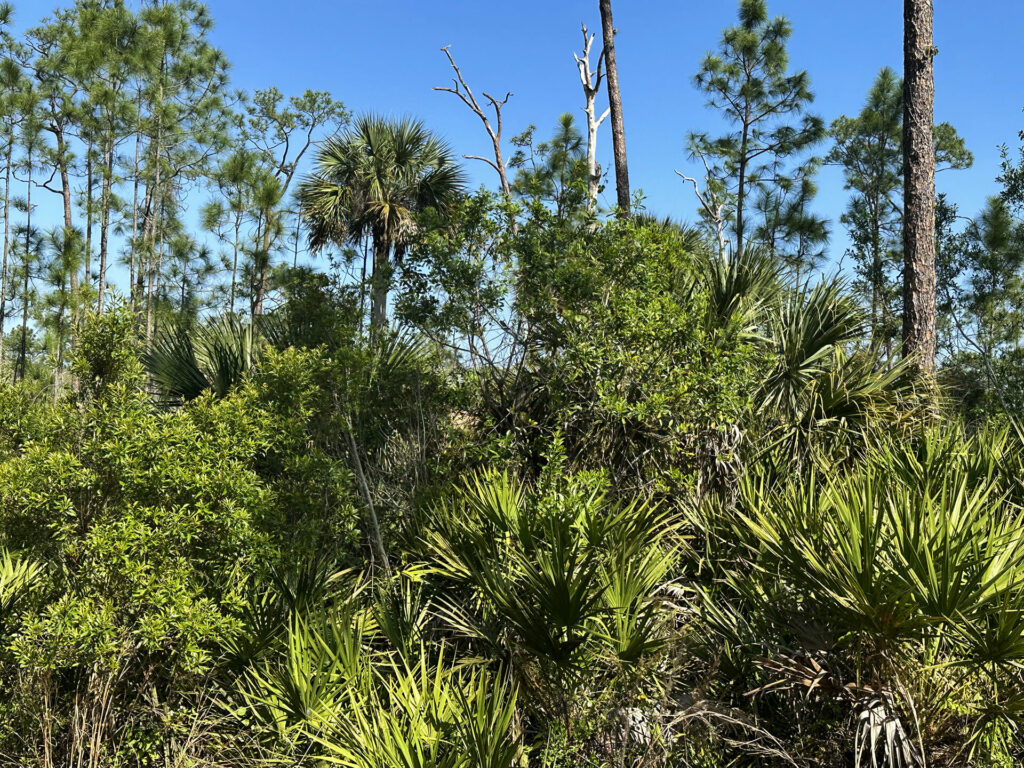 The Real Magic Kingdom: Florida’s Corkscrew Swamp – World Sensorium ...