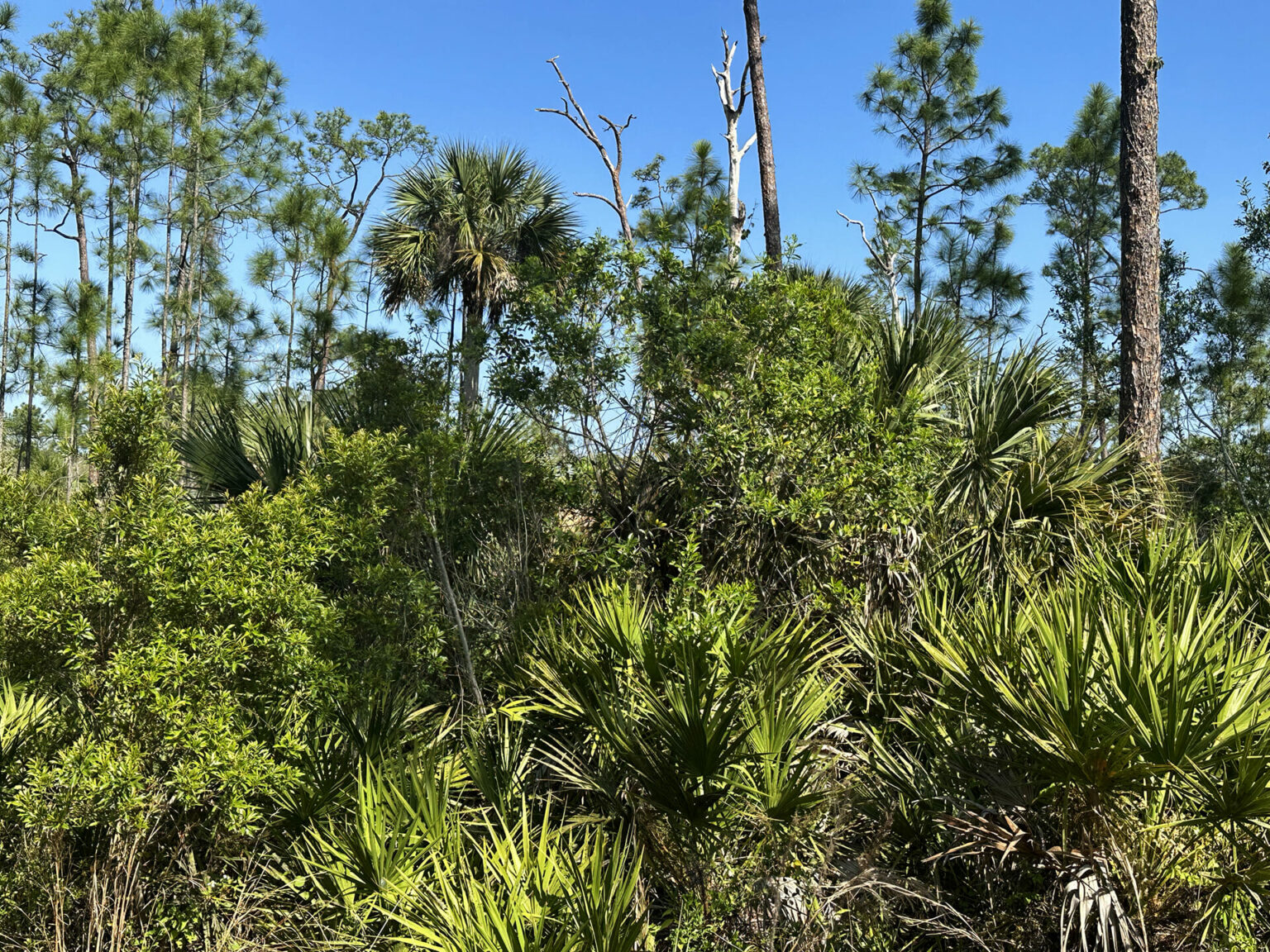 The Real Magic Kingdom: Florida’s Corkscrew Swamp – World Sensorium ...