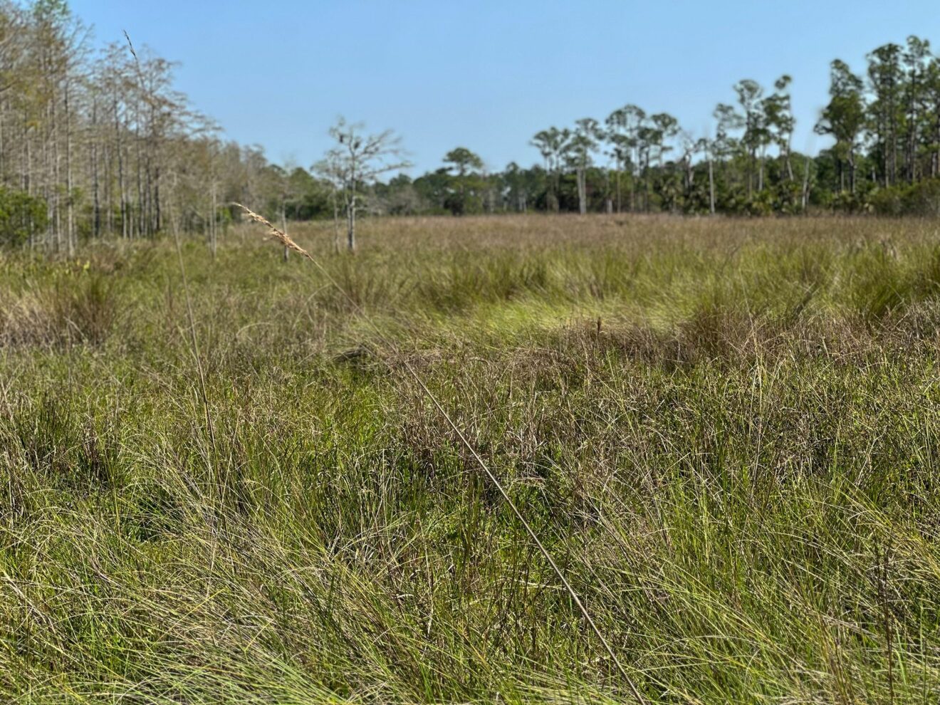 The Real Magic Kingdom: Florida’s Corkscrew Swamp – World Sensorium ...