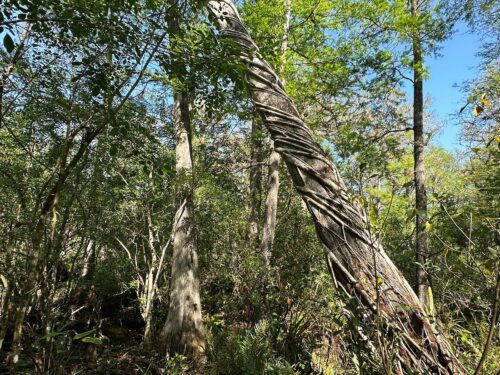 The Real Magic Kingdom: Florida’s Corkscrew Swamp – World Sensorium ...