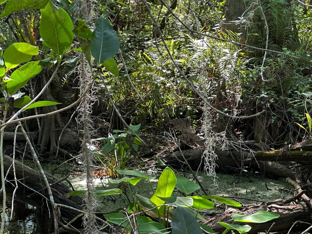 The Real Magic Kingdom: Florida’s Corkscrew Swamp – World Sensorium ...