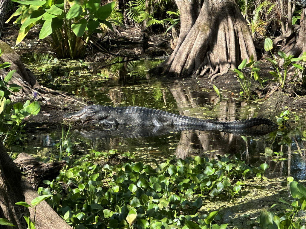 The Real Magic Kingdom: Florida’s Corkscrew Swamp – World Sensorium ...